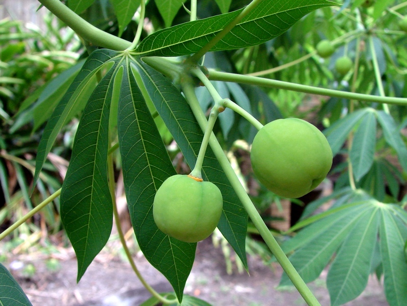 Mandioca - Manihot esculenta Crantz | Natureza Bela