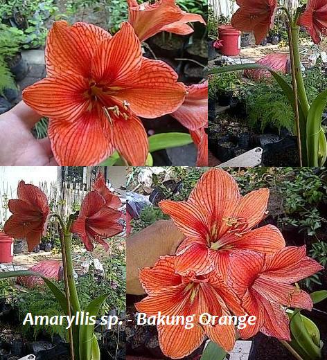 MENGENAL HAMA TANAMAN: Amaryllis Orange bakung bunga orange