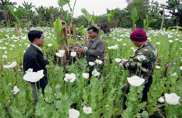Open Minda: Mari Lihat Ladang Pokok Popi Di Myanmar