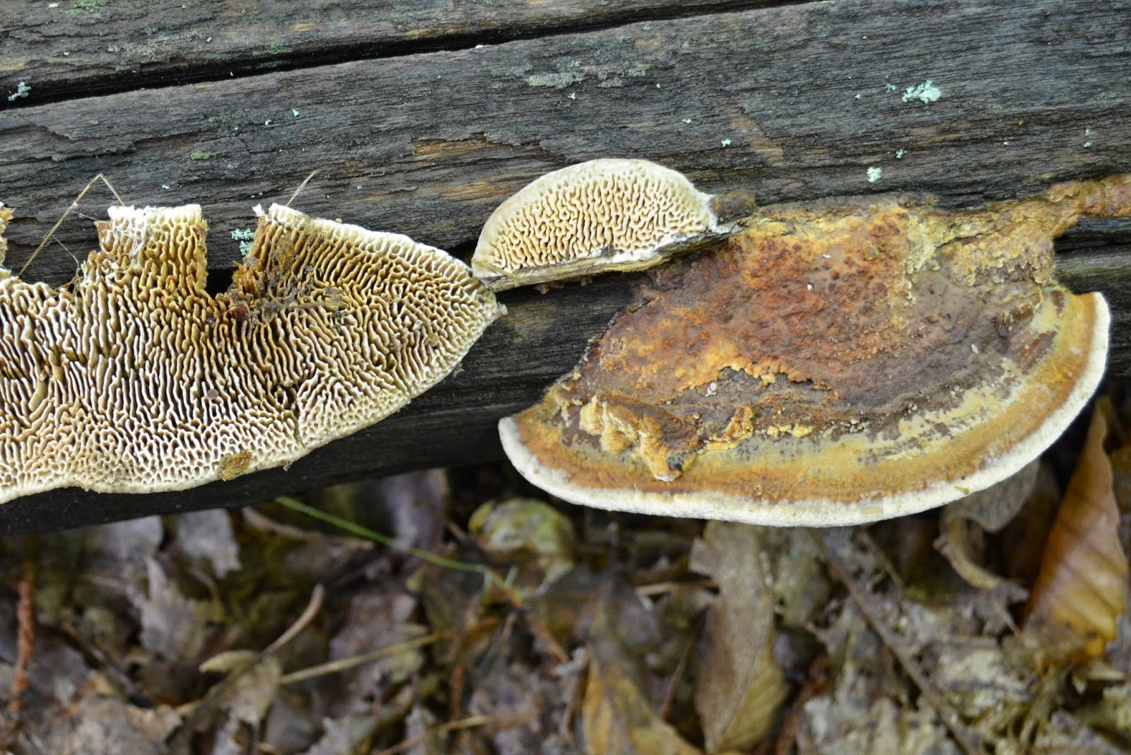 Setas Extremadura : Daedalea Quercina