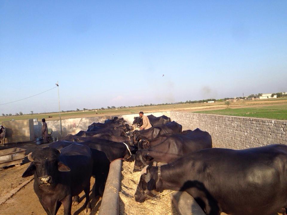 Livestock Farming Pakistan: Dairy and Cattle Farming Awareness in Pakistan