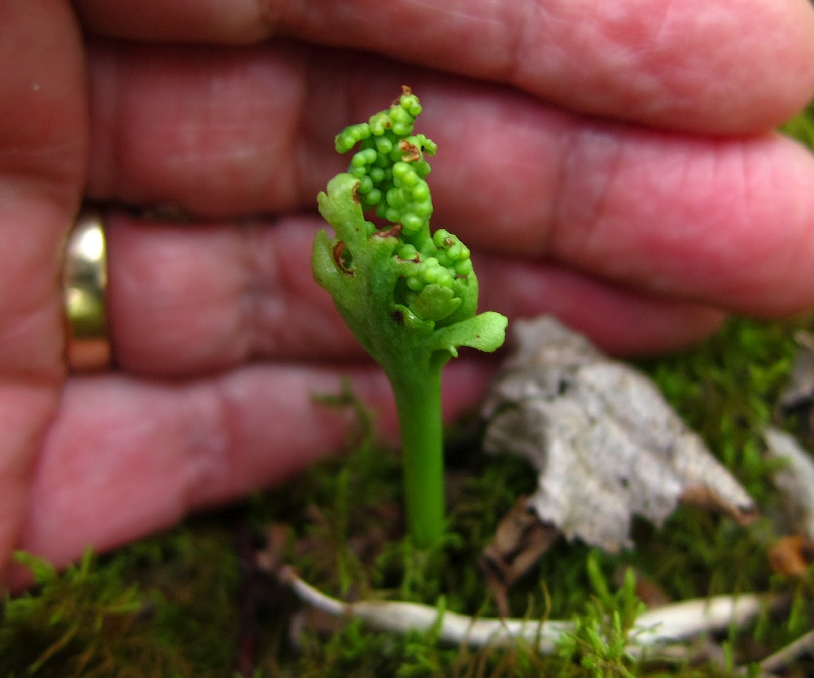 Saratoga woods and waterways: Moonworts and Orchids and So Much More!