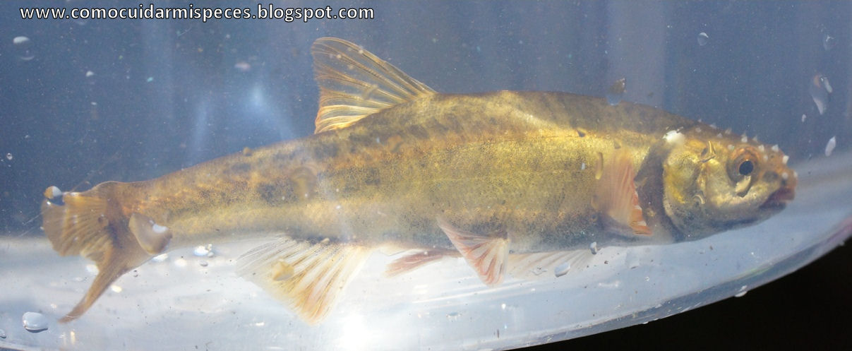 Piscardo - Phoxinus Bigerri o Phoxinus phoxinus