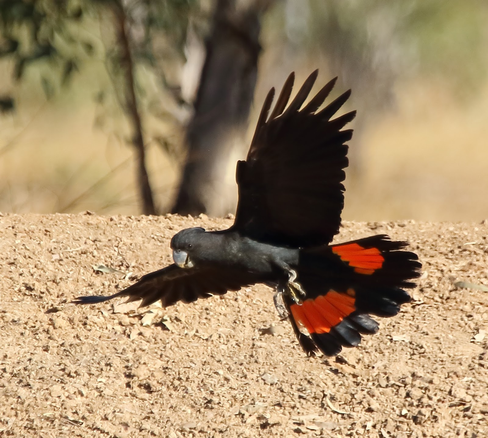 Richard Waring's Birds of Australia: Red-tailed Black Cockatoos at Lajamanu