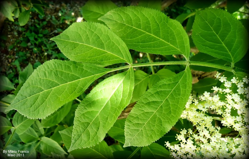 SABUGUEIRO - ( Sambucus nigra ) - Meu Cantinho Verde