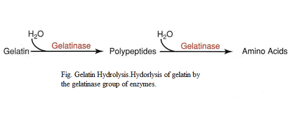 Gelatin Hydrolysis Test | Principle, Uses, Media, Procedure and Result ...