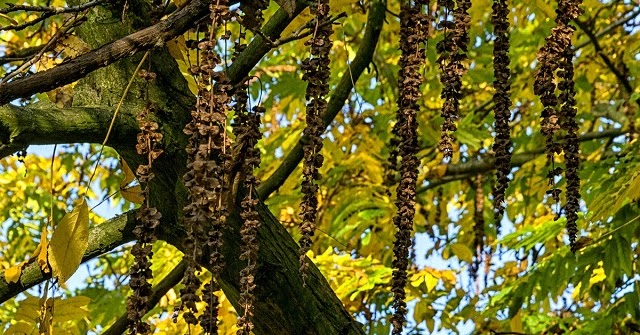 Pacana alada: Pterocarya fraxinifolia | Plantas rioMoros