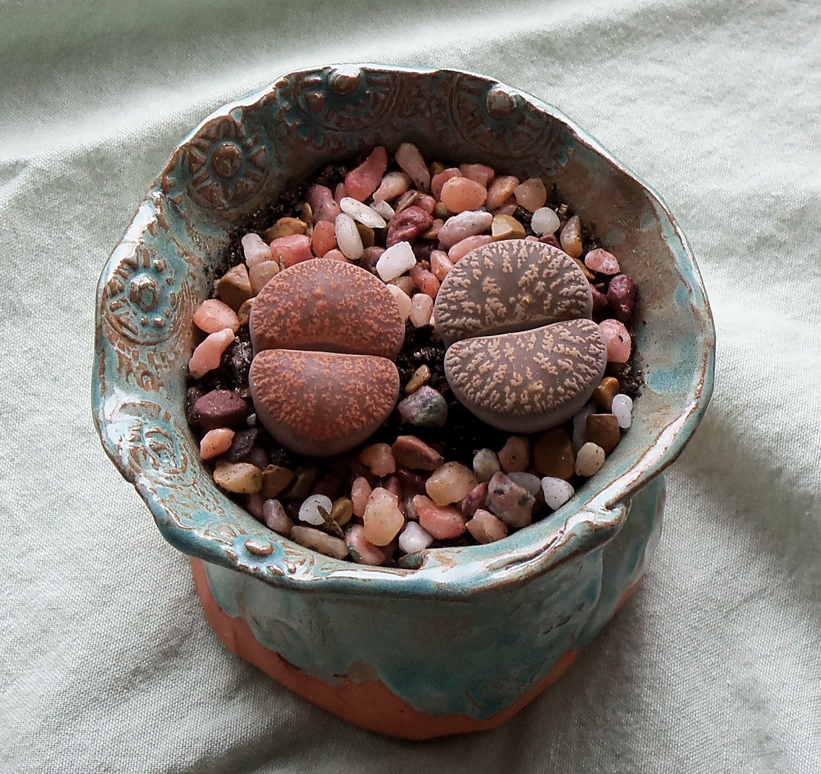 My Life Among the Lithops (and Other Strange Plants): Some Favorite ...