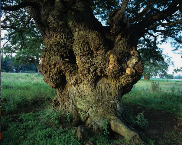 City & Guilds Photography Chris Level 2: Research - Theme One - Archie ...