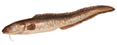 FILANAVAL: PECES DE CHILE ( Congrio Colorado )