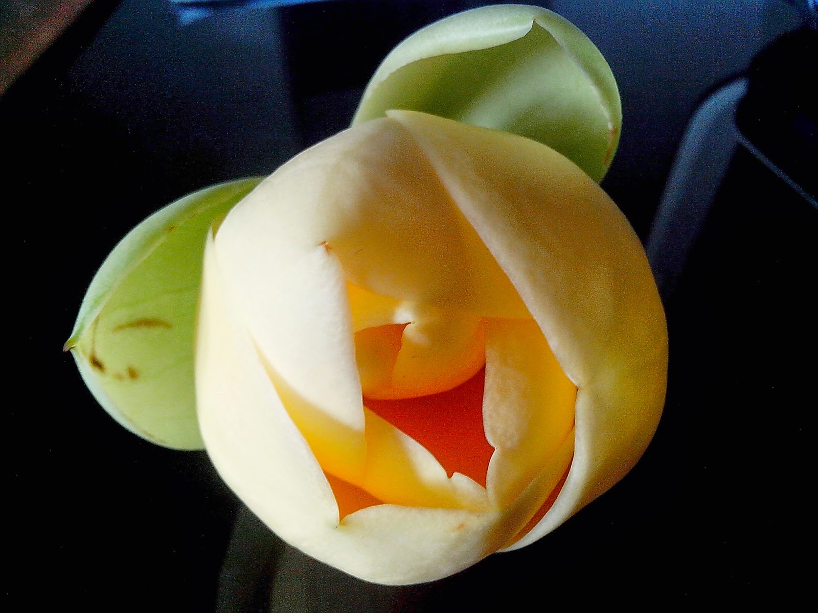 Endah Murniyati's Journey: GIFT OF THE WEEK : CEMPAKA GONDOK