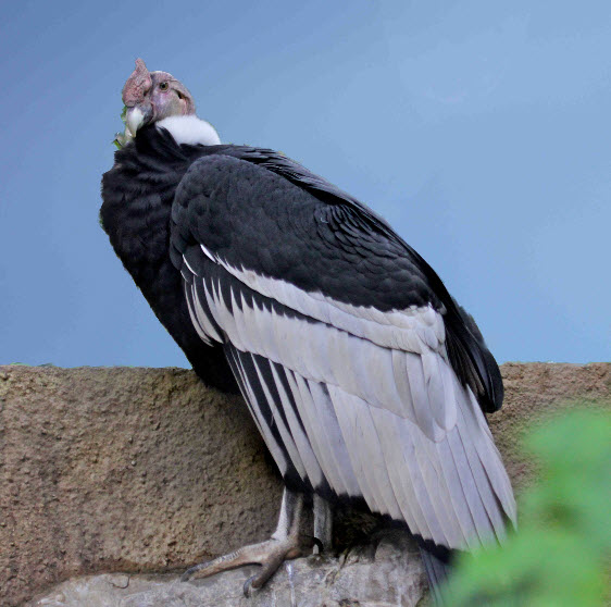 Andean Condor | The Biggest Animals Kingdom