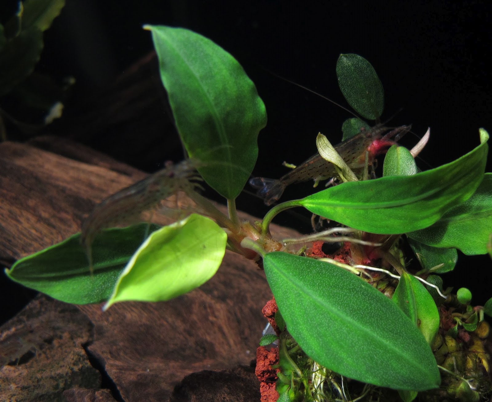 endemic plants: Bucephalandra sp. Cypris, East Kalimantan