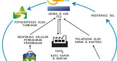 Pengertian dan Penjelasan Daur Karbon Beserta Contohnya - Mukapedia