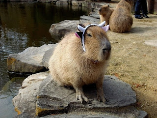 Latest Funny Pictures: Funny Capybara