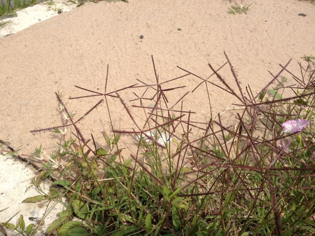 Flore d'Ajaccio: Chiendent pied de poule - Cynodon dactylon