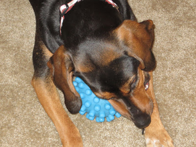 Cinnamon the Traveling Coonhound: Favorite Dog Toys: The Squeaky Nubby ...