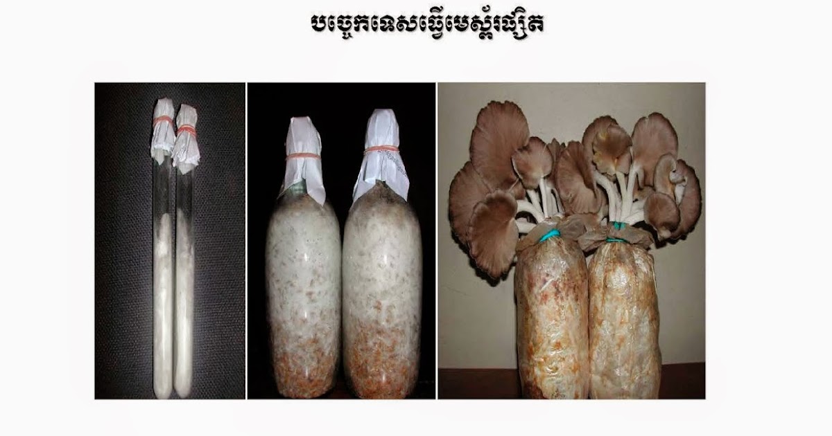 Mushroom spawn production techniques វិធីសាស្ត្របណ្តុះ មេផ្សិត ~ Sann ...