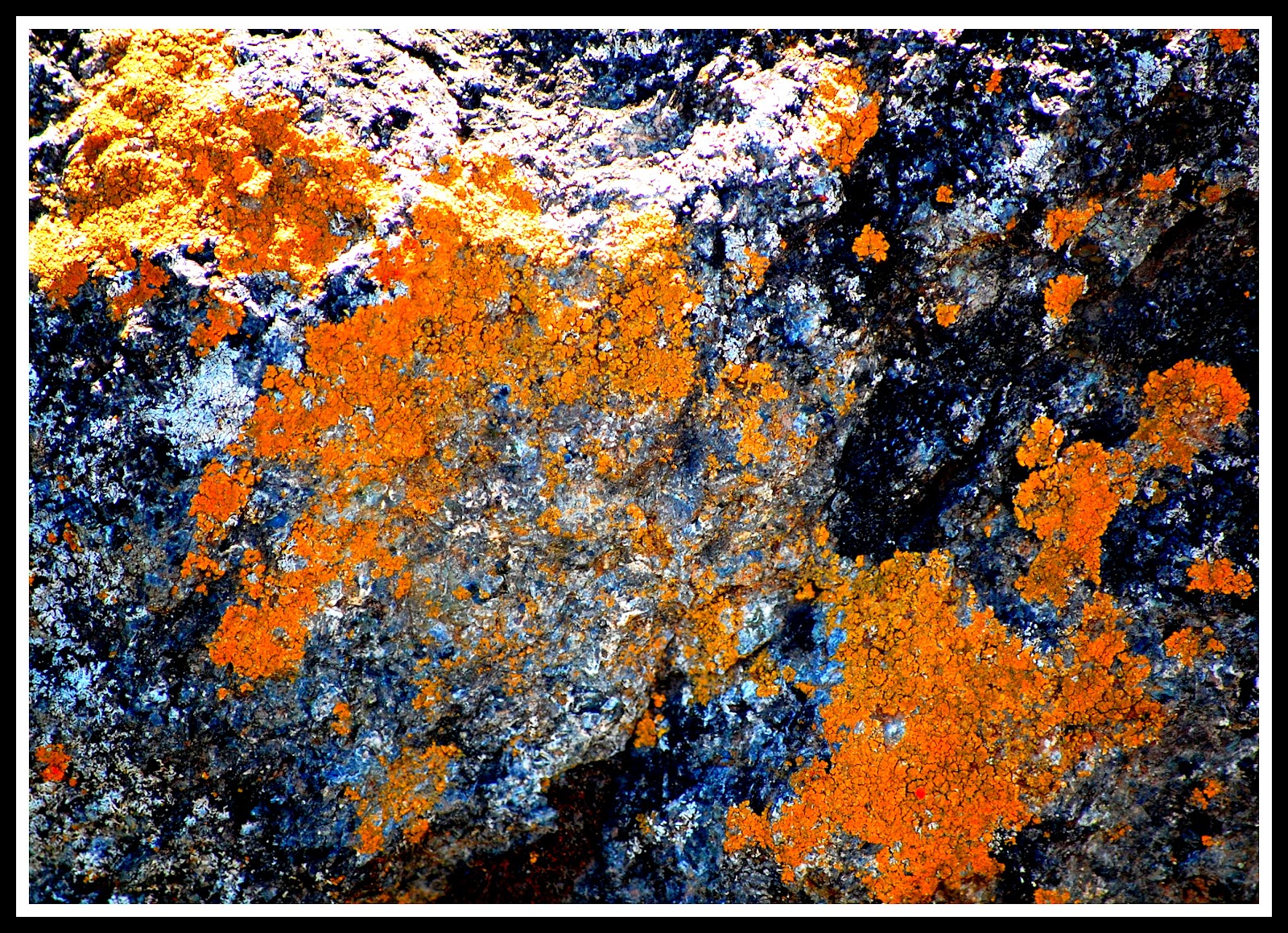 Shutterbugs Capturing the World Around Us: Lichen Shapes and Colors