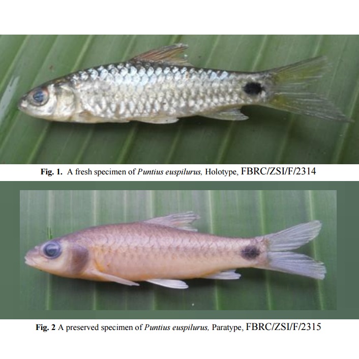 Species New to Science: [Ichthyology • 2016] Puntius euspilurus • A New ...