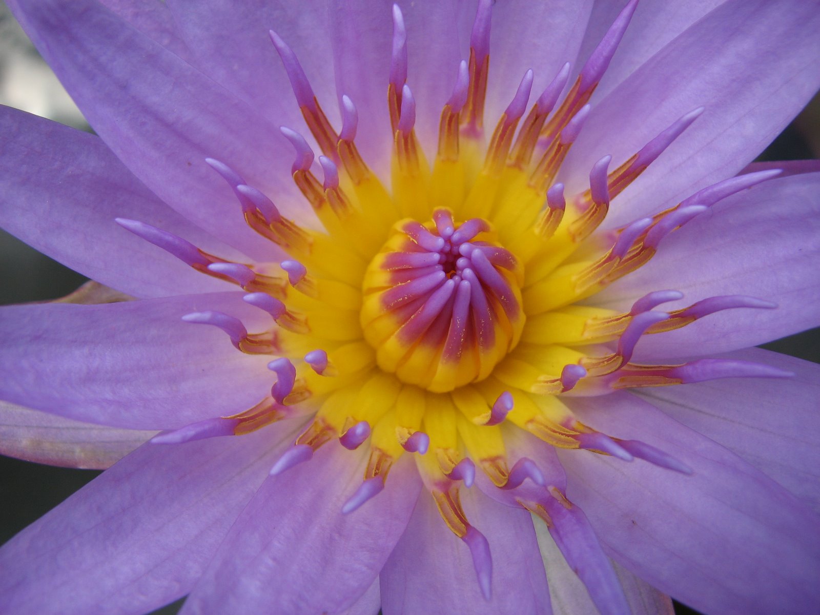 Plant Photography: Water Lily Flower Nymphaea colorata