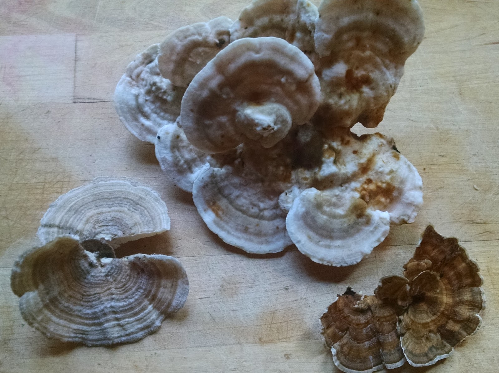 Turkey Tail Identification and Uses
