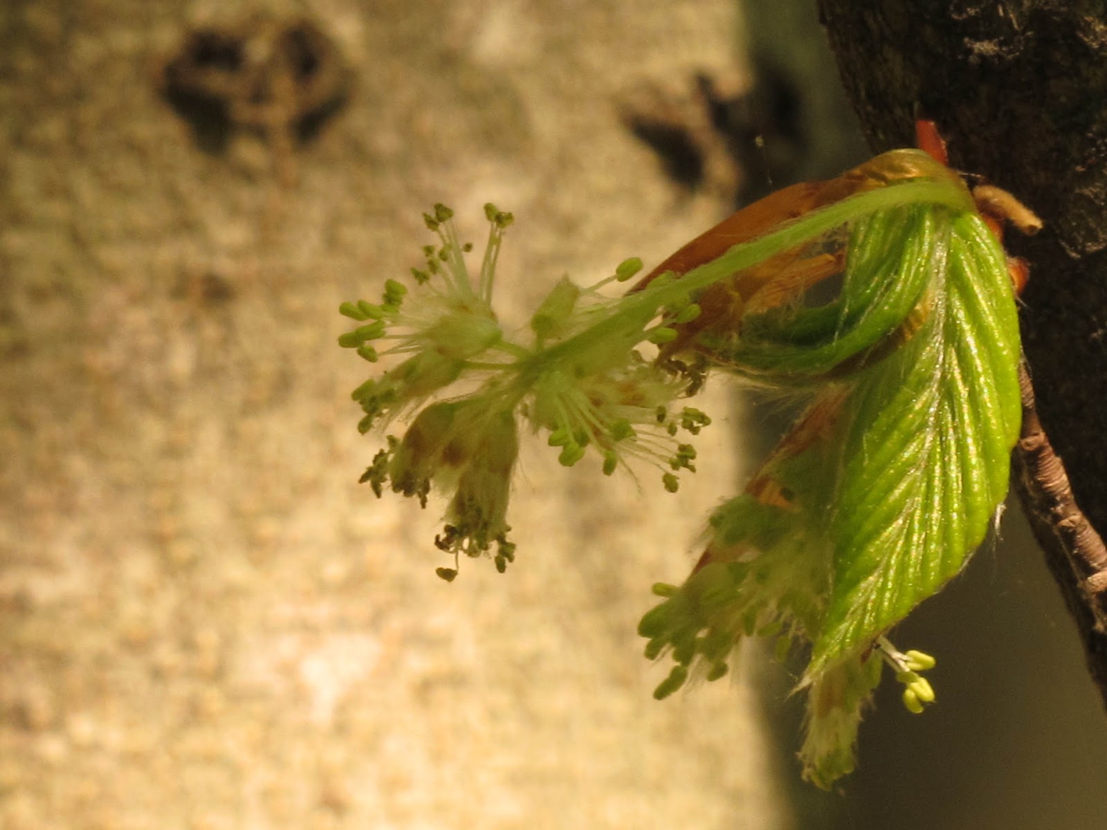 A Year With the Trees: American Beech - Fagus grandifolia