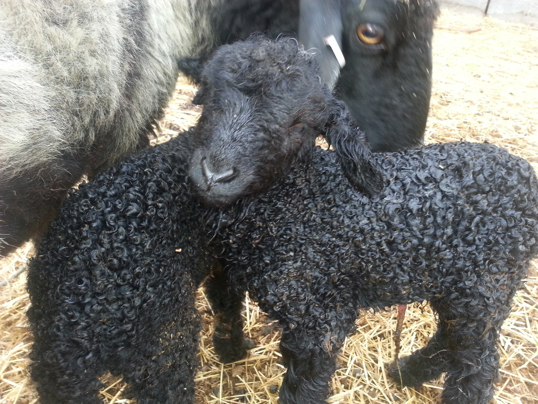 ERIKA ROJAS PORTILLA: CARACUL