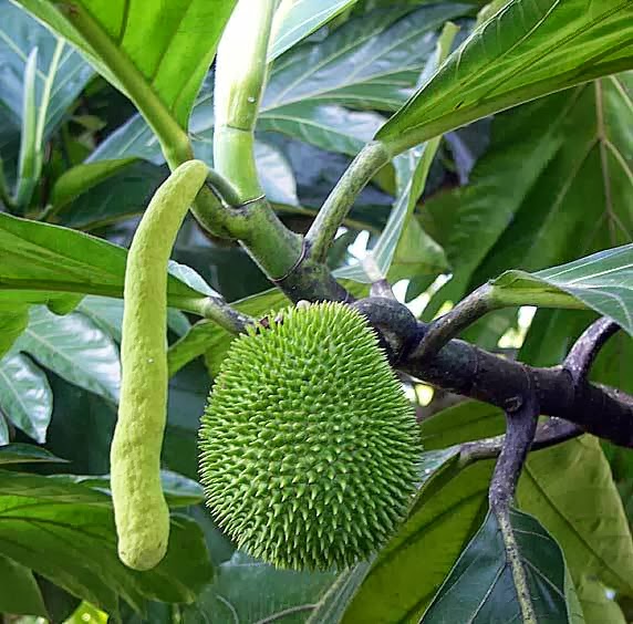 Perbedaan Sukun dengan Kluwih - The difference between Artocarpus ...