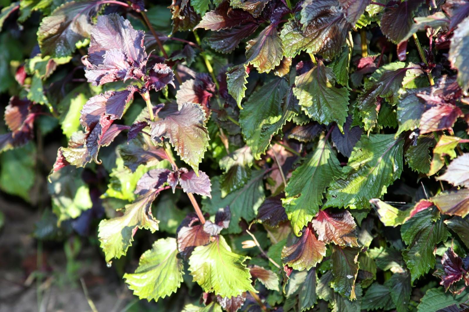 Purple Perilla Frutescens var Crispa from Kitazawa Seed