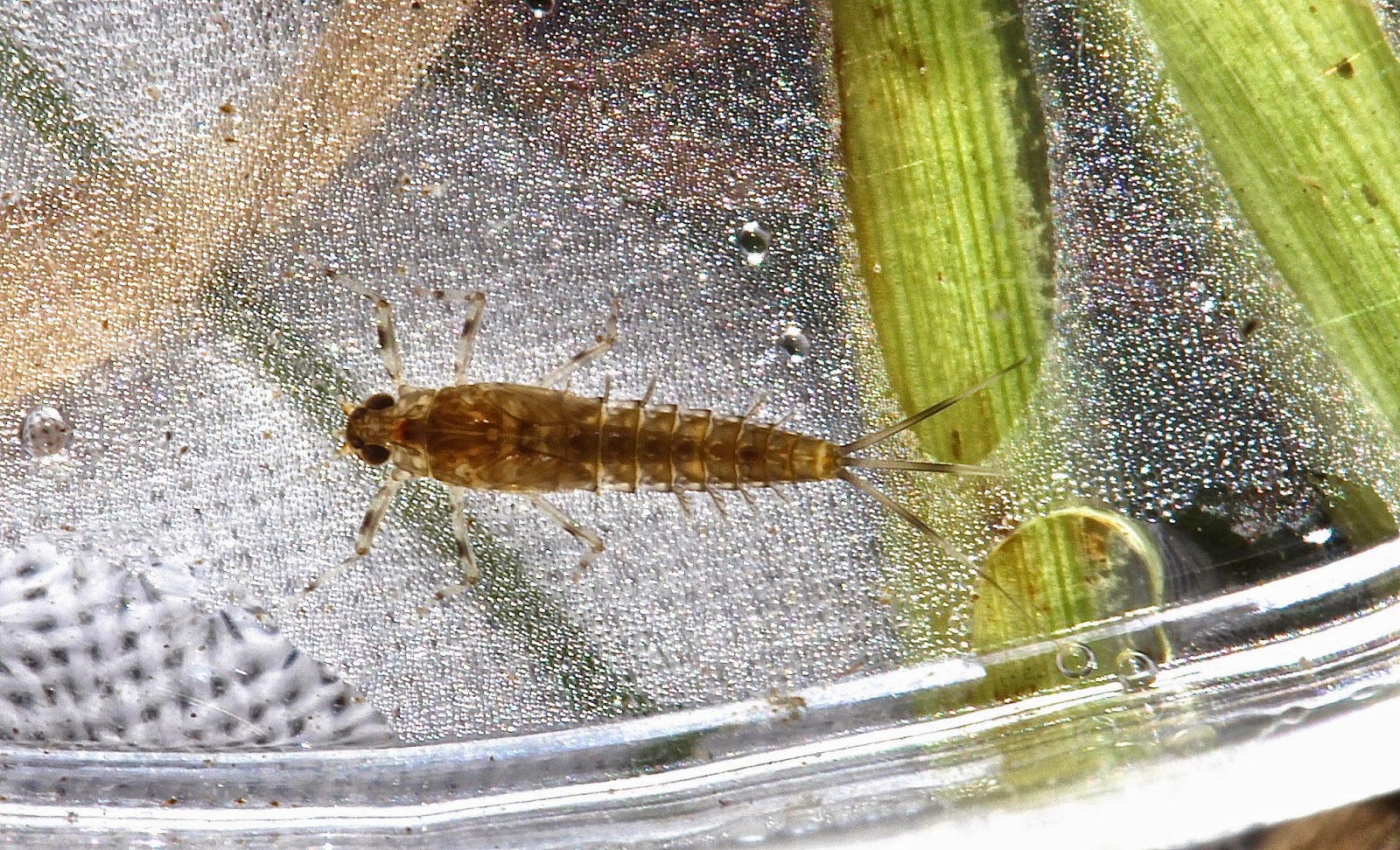 Aquatic Insects of Central Virginia: The "transformation": An ...