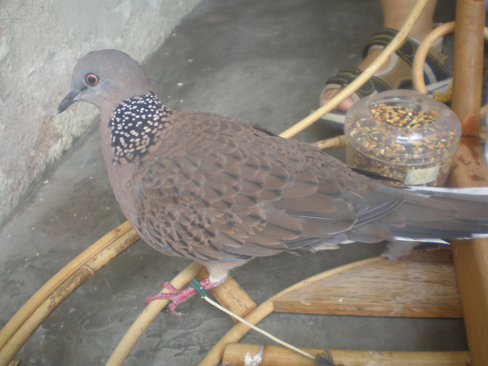 MY UNGGAS:PEMINAT BURUNG/AYAM HIASAN,TANDING DAN LAIN2: TERKUKUR DAN MERBUK