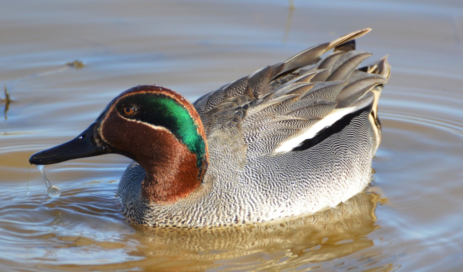 Jaumenatura: Cerceta común