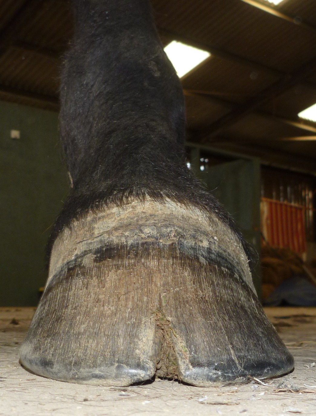 Barefoot Horse Blog: Seedy toe, abscess and 'false' sole ...........