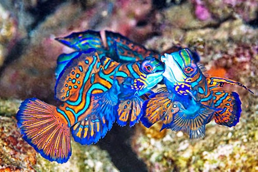 MANDARIN FISH photos - wallpapers (ανανεωμένο) | the fun bank