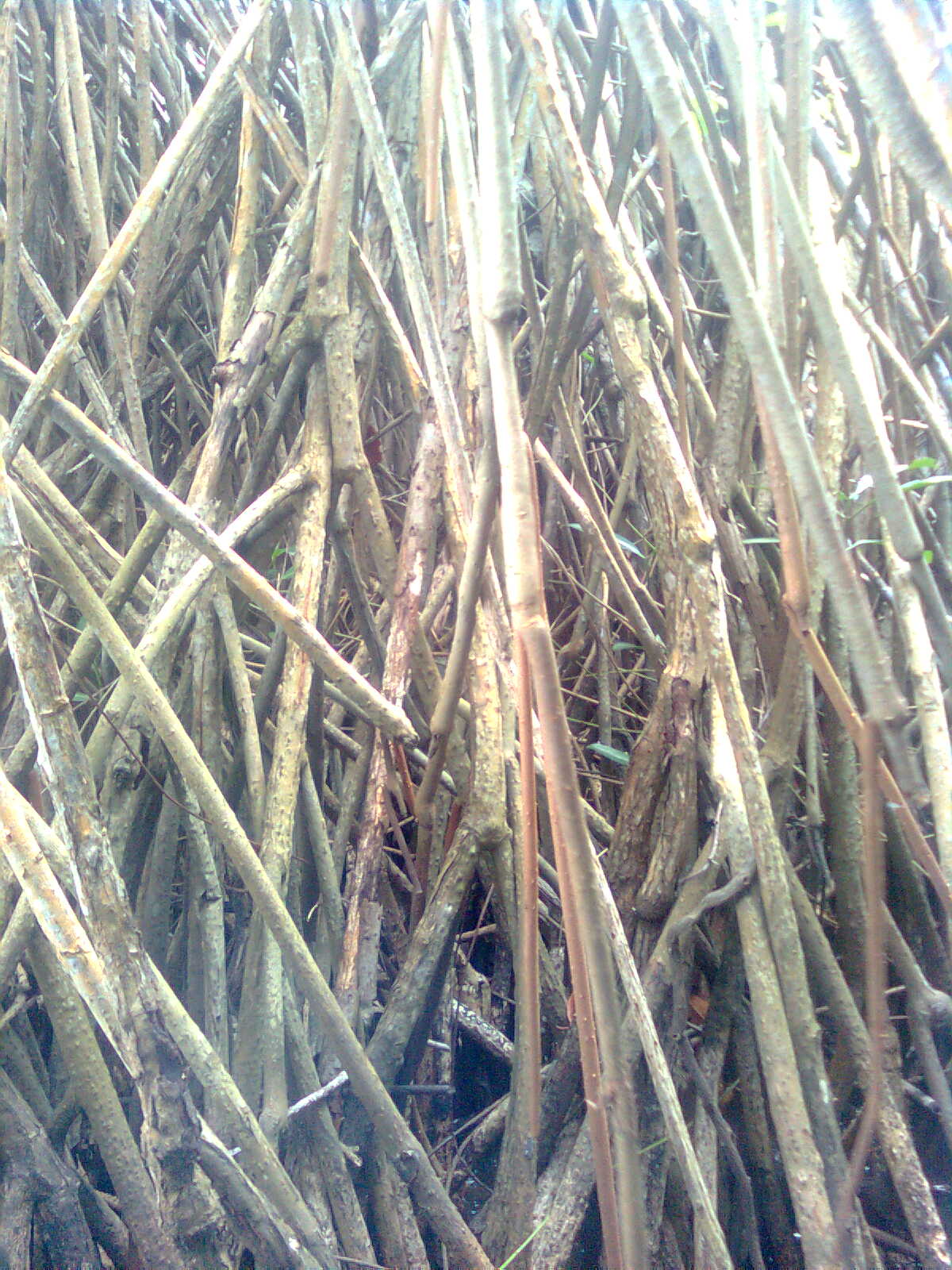 Biology Claz,,By Radon,........: muthurajawela.............