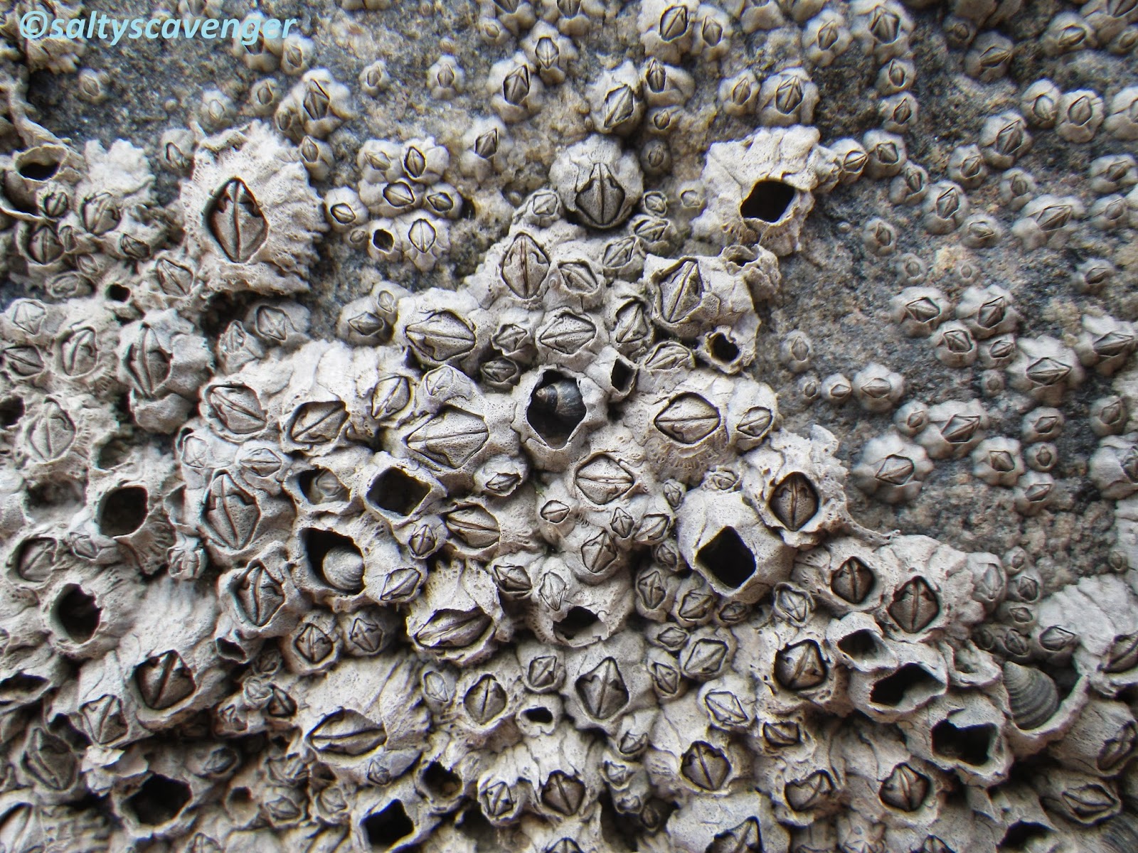 Rock Pooling: February 2014