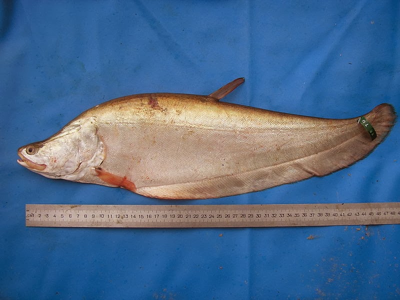 Fish Index: Giant Featherback (Chitala lopis)
