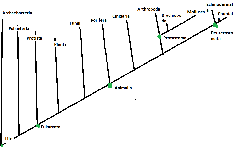Life as we know it: Kingdom Protista