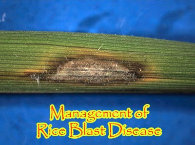 Garden and Farms: Management of rice blast disease