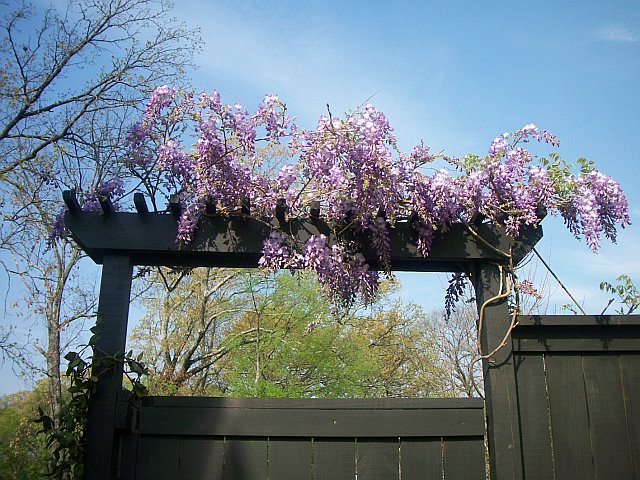 The Uptown Acorn: #tbt {My Early Spring Yard: ATL-style}