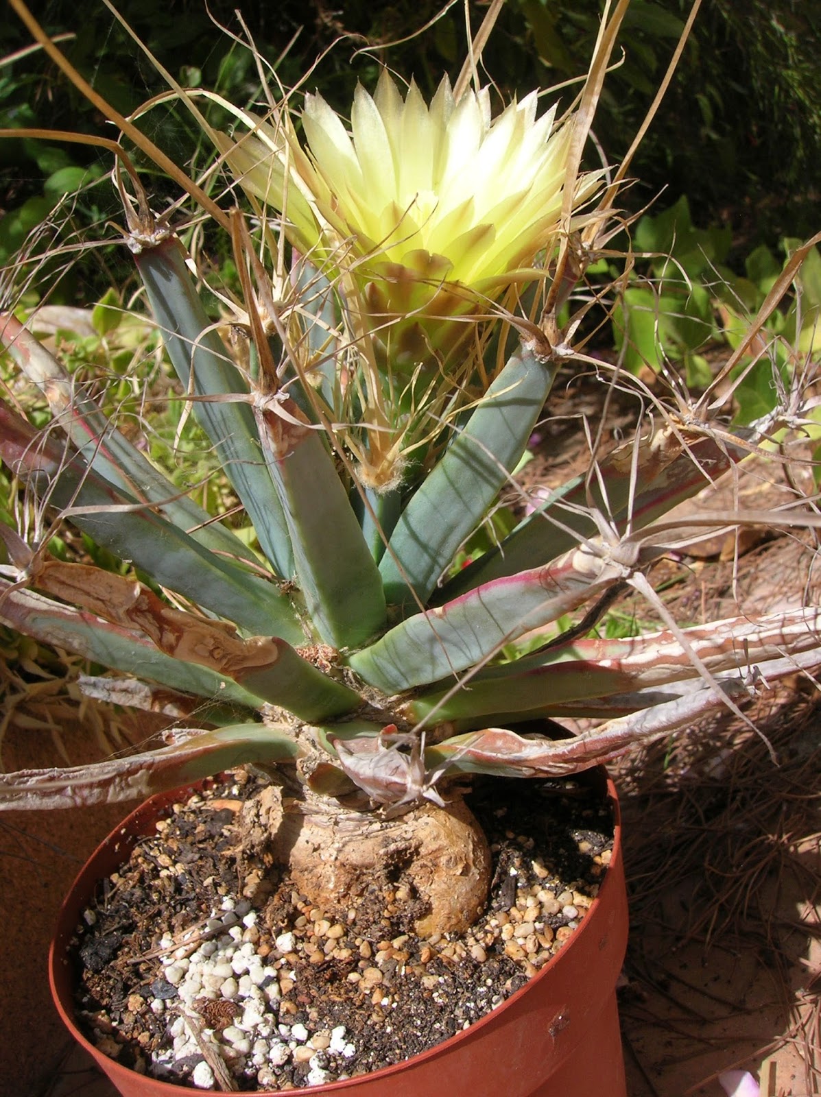 Recregarden: LEUCHTENBERGIA PRINCIPIS