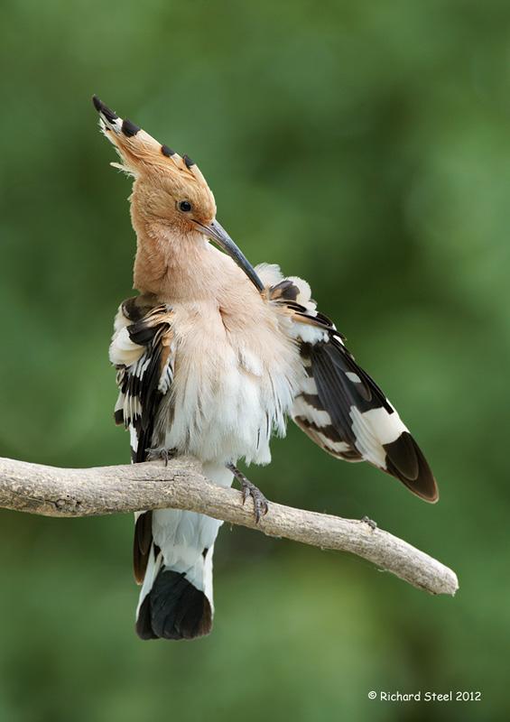 Wildlife Photographic Journals