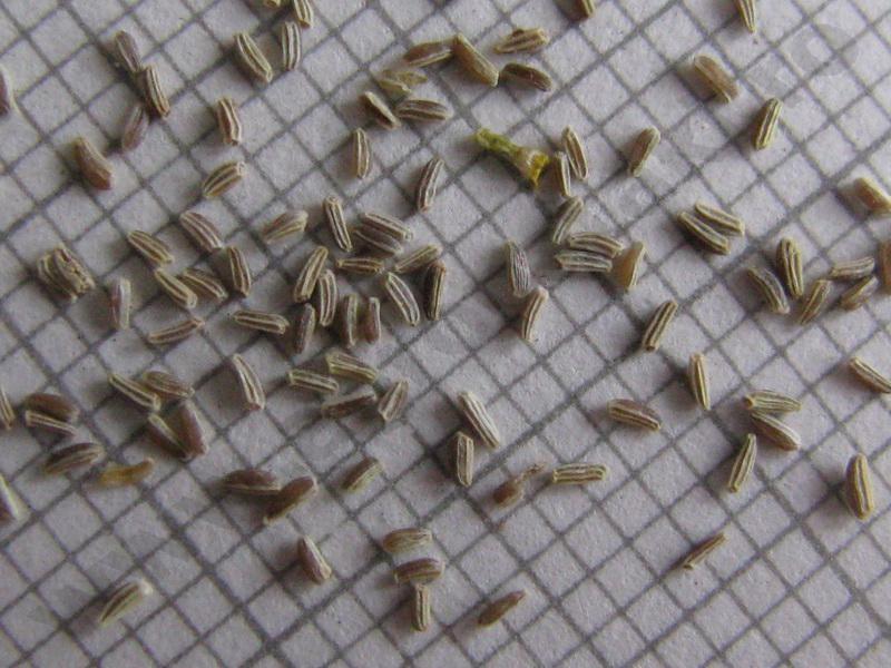 Seminte de sunatoare si musetel