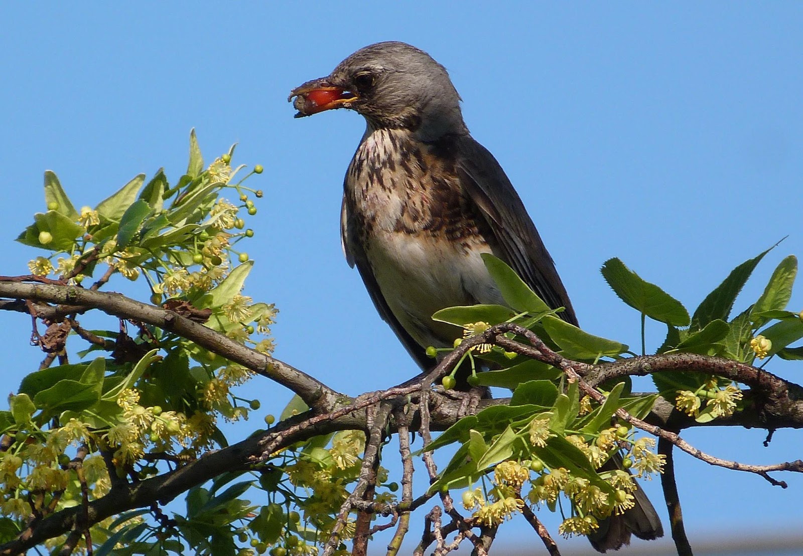 DEN PRO TEBE: Naše zahrady. Život na zahradě. Pěvci. Drozd kvíčala krmí ...