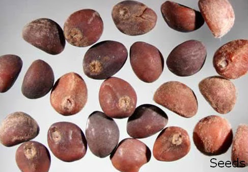 Kankun -Ipomoea aquatica | Herbal plants Sri Lanka