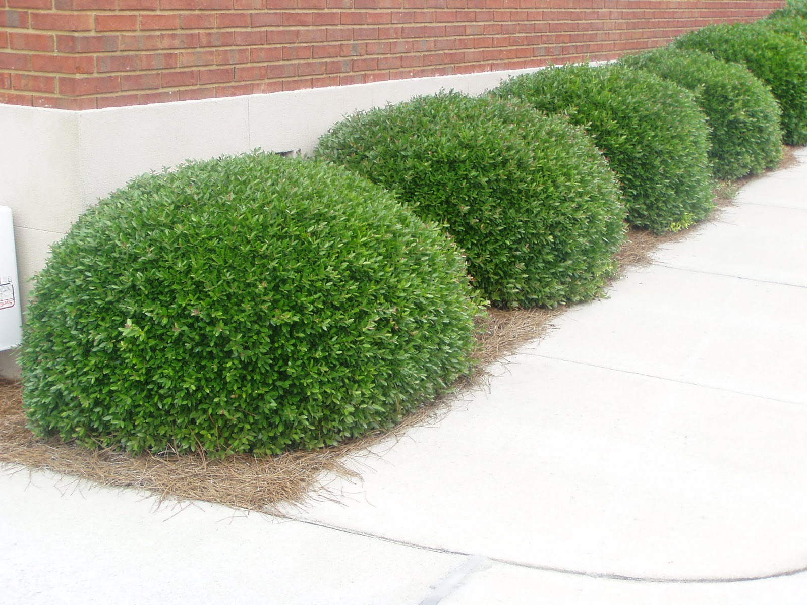 GoGardenNow - The Gardening Blog: Foundation Shrubs for Home Security