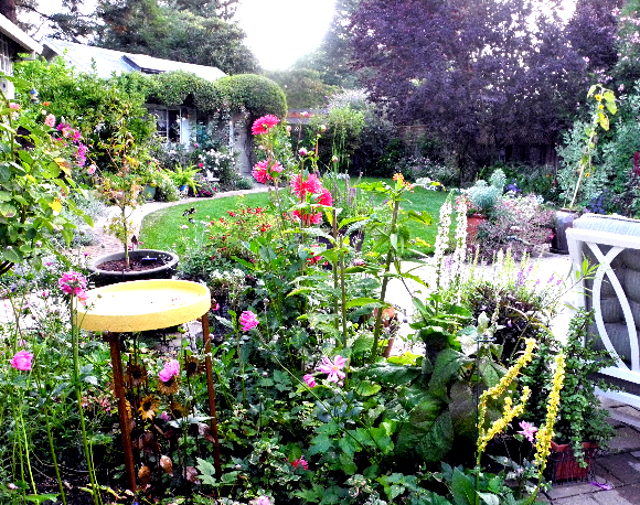 chippep: NEIGHBOR’S GARDEN