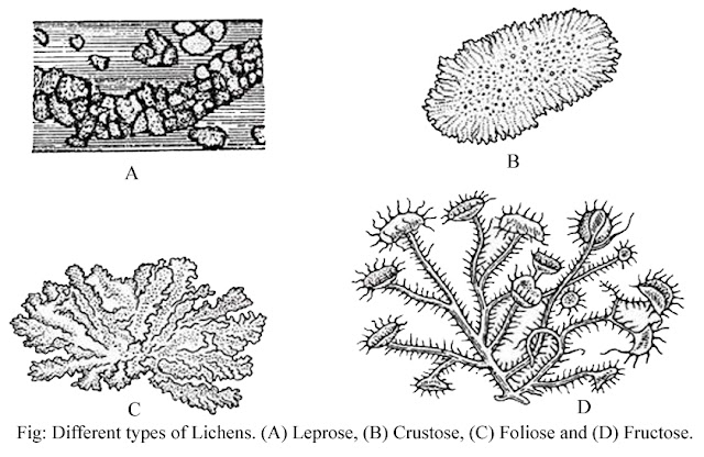 LICHEN - INTRODUCTION, COMPOSITION, MORPHOLOGICAL TYPES, THALLUS ...
