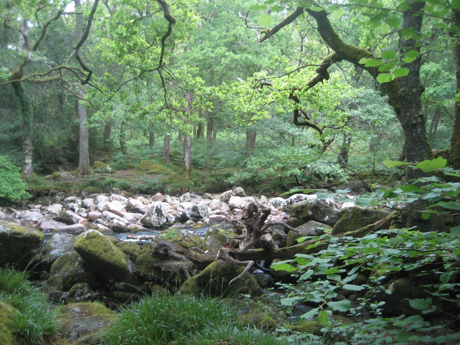 INSPIRED WALKS AROUND DEVON: Shaugh Prior and the Dewerstone - Sunday ...